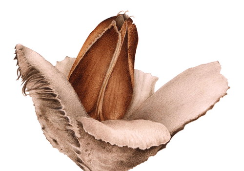 Antichi Saperi: l’olio di semi di faggio | Lamasena Circolo Legambiente